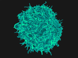 T cells can activate themselves to fight tumors | EurekAlert!