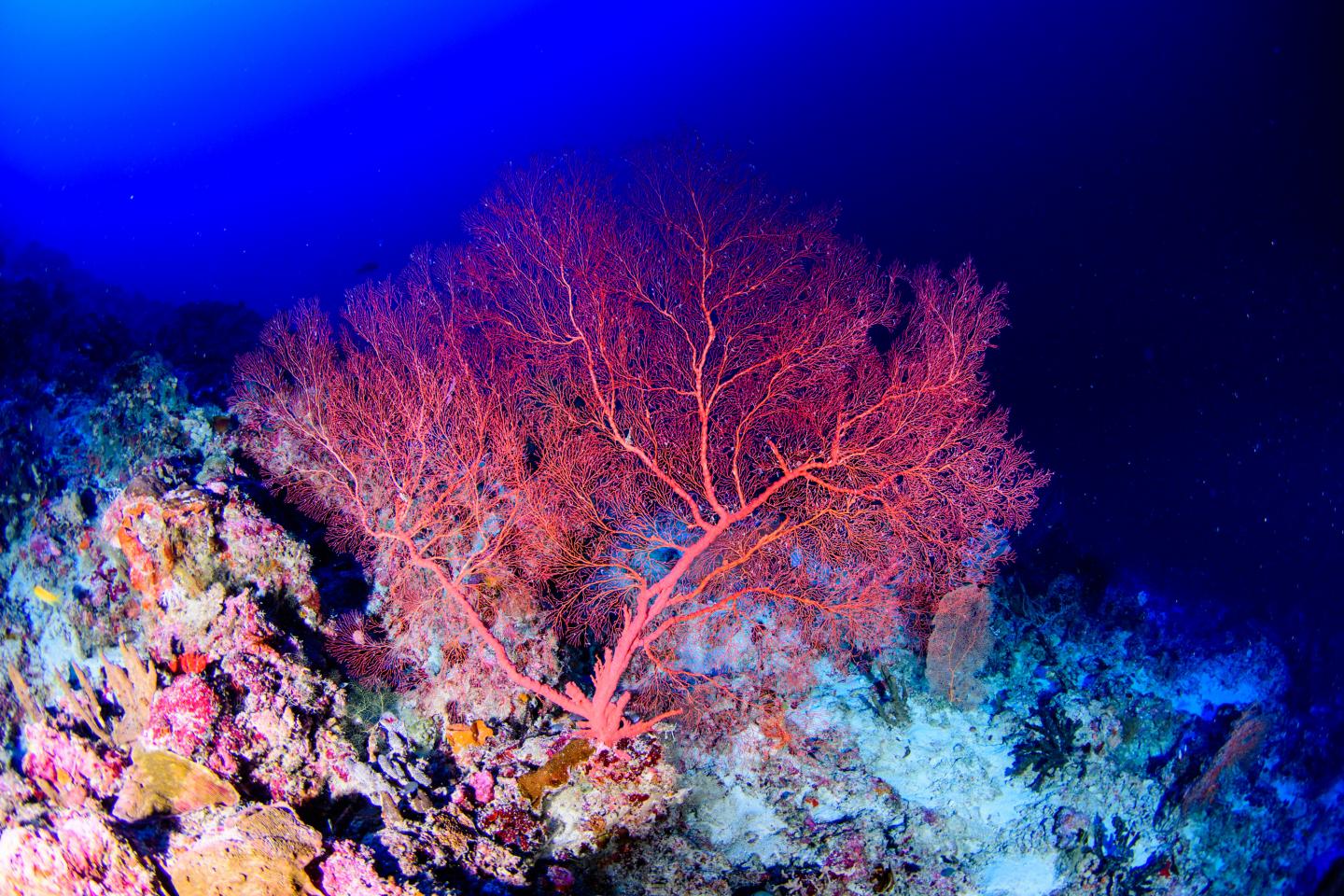 No Refuge in the Deep for Shallow Reef Ecosystems (4 of 10) | EurekAlert!