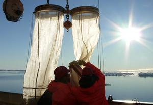 25 years of the deep-sea observatory AWI-HAUSGARTEN | EurekAlert!