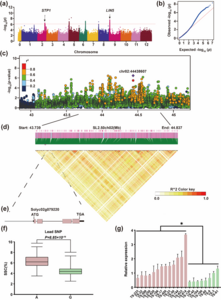 Toward tasty tomato: recovering the lost STP1 variant in modern tomato ...