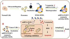 Engineered exosome-based drug delivery system for synergistic cancer ...