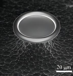 Optical microcavities empowered biochemical sensing | EurekAlert!