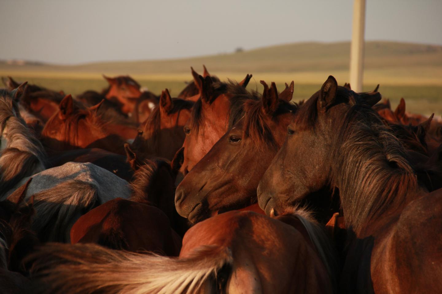 How Domestication Altered the Genome of Ancient Horses (3 of 24 ...