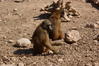 Baboons Can Learn to Spot Printed Words (2 of 9) | EurekAlert!