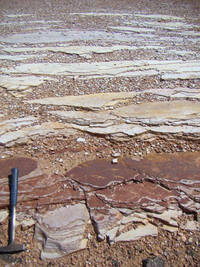 An Earlier Appearance of Bilaterians (5 of 9) | EurekAlert!