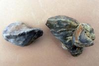 Oldest species of a marine mollusc discovered | EurekAlert!