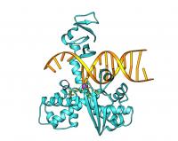 Penn researchers determine structure of smallpox virus protein bound to ...