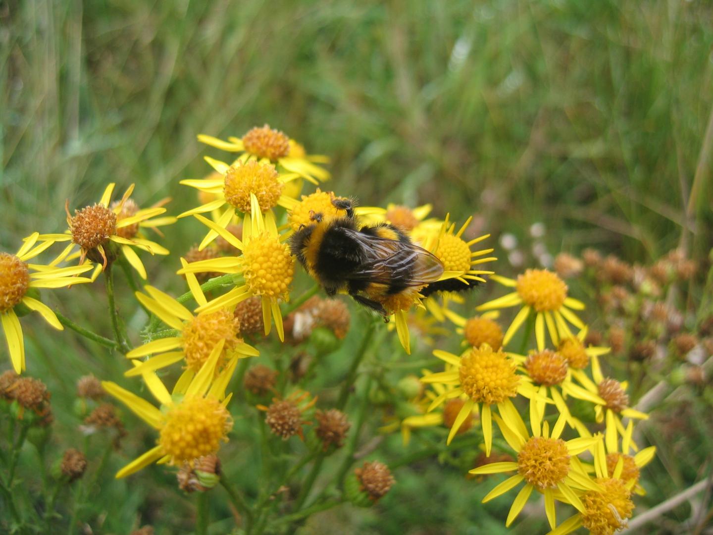 Field Tests Show Sustained Neonicotinoid Exposure Negatively Affects ...