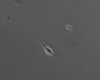 How stem cells move | EurekAlert!