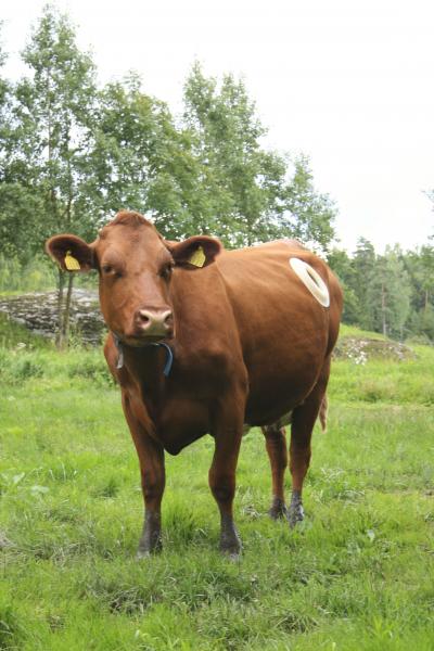 In Quest for Biofuel, Clues From a Cow (1 of 8) | EurekAlert!