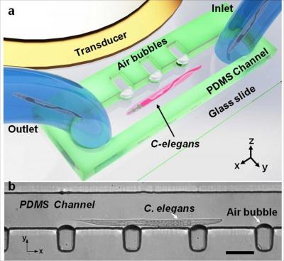 Rotating Cells [IMAGE] | EurekAlert! Science News Releases