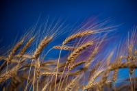 Kansas State University researchers staying ahead of wheat blast ...