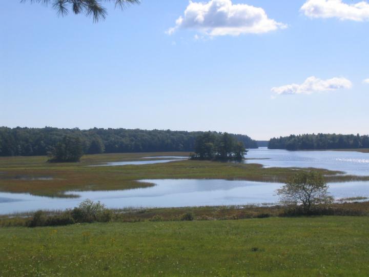 Atlantic Killifish's Habitats [IMAGE] | EurekAlert! Science News Releases