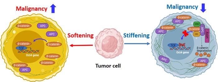 Figure 1. Tumor cell mechanics drive malignancy. [IMAGE] | EurekAlert ...