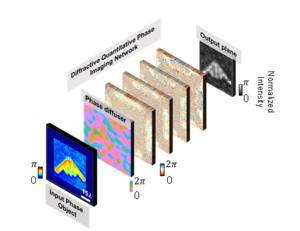 Diffractive networks enable quantitative phase imaging (QPI) through ...