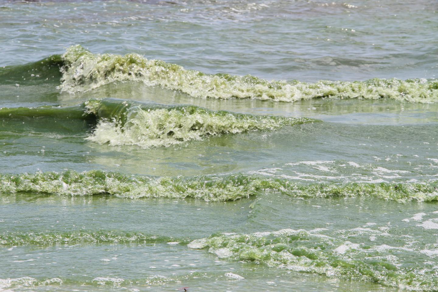 FAU receives Florida department of health grant to study health effects ...