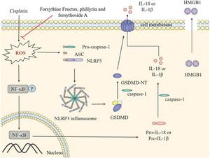Potential of forsythiae fructus in mitigating chemotherapy-induced ...