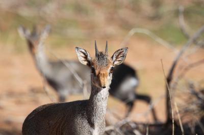 Understanding Why Male Mammals Choose Monogamy (2 of 9) | EurekAlert!