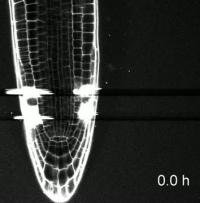 Wounded plants: How they coordinate their healing | EurekAlert!