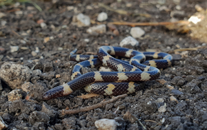 Family tree of one-fifth of global snake diversity re-written and new ...
