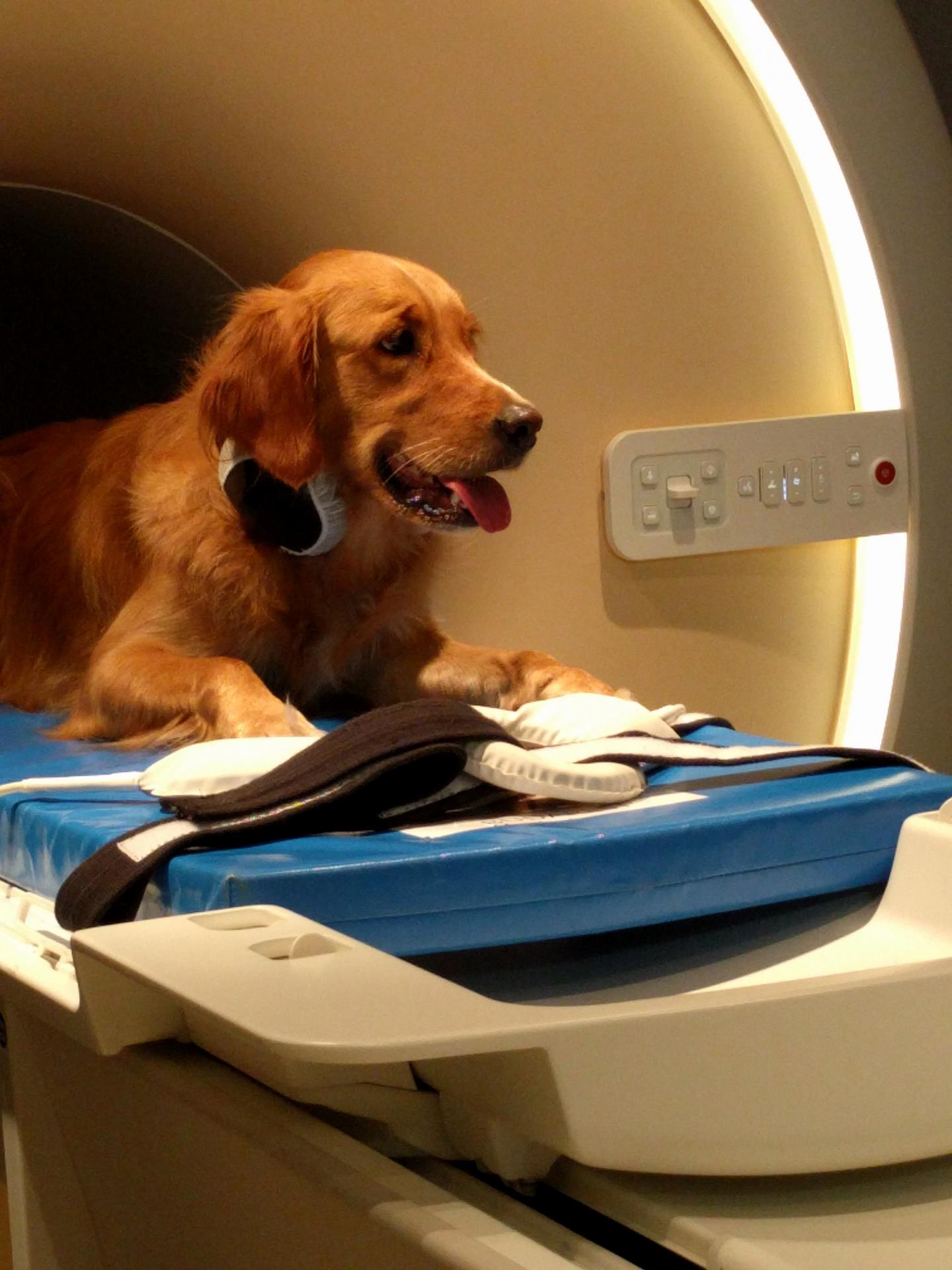 Dogs Understand Both Vocabulary and Intonation of Human Speech (9 of 21 ...
