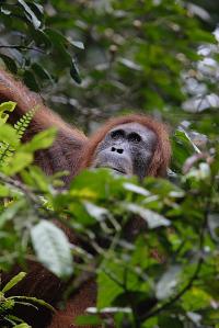 New book expands field data available on orangutans | EurekAlert!