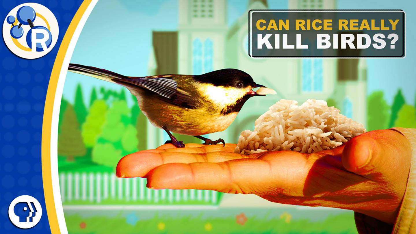 Is throwing rice at weddings bad for birds? (video) | EurekAlert!