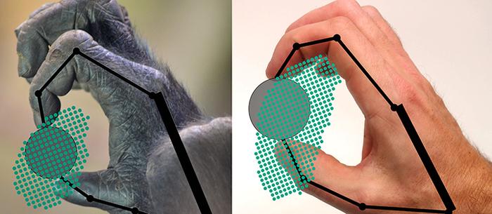 A better grasp of primate grip | EurekAlert!