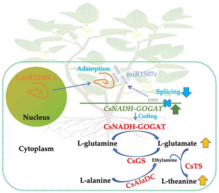 How tea plants tune their flavor chemistry | EurekAlert!
