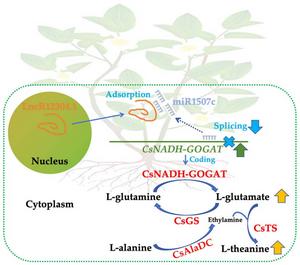 How tea plants tune their flavor chemistry | EurekAlert!
