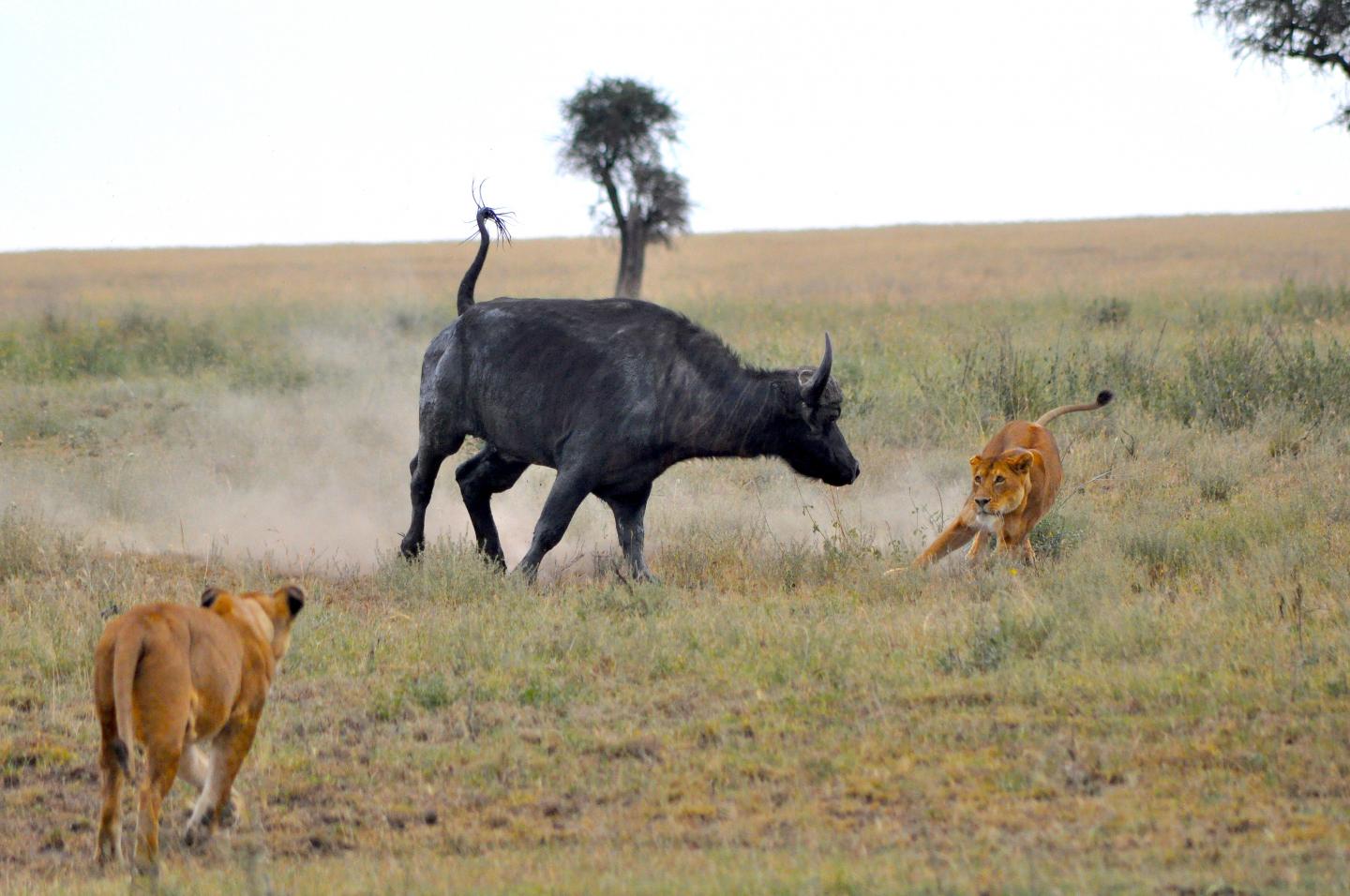 Predator-Prey Pattern Consistent Across Diverse Ecosystems (1 of 6 ...