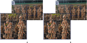 Automated soybean seed counting: Ppgrading existing methods for improved accuracy | EurekAlert!