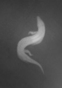 Swimming Through Sand (7 of 7) | EurekAlert!