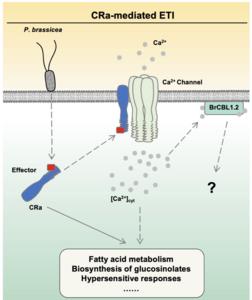 An international research group led by Prof. Haiping Wang at IVF-CAAS sheds light on the ...