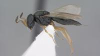 Of Star Trek, Mark Twain and helmets: 15 new species of wasps with ...