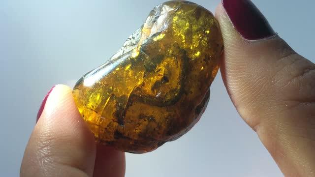 Oldest Baby Snake Fossil Found Preserved in Myanmar Amber (11 of 12 ...