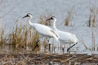 Whooping cranes steer clear of wind turbines when selecting stopover ...