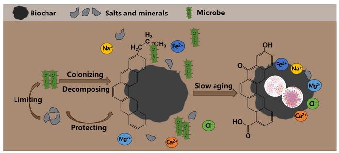 Saltier soils may help biochar last longer, new study finds | EurekAlert!